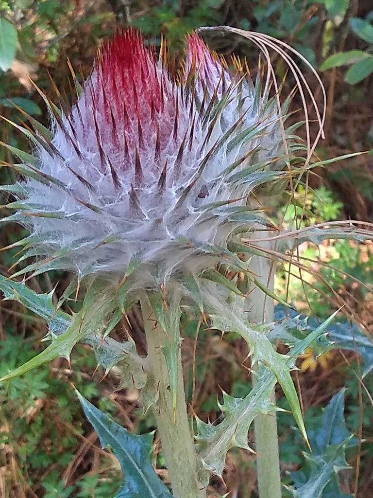 red thistle in December 2021 by rosario_fco_luis · iNaturalist