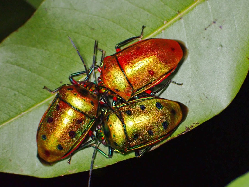 Mangrove jewel bug from Tanjung Bungah, Penang, Malaysia on January 04 ...