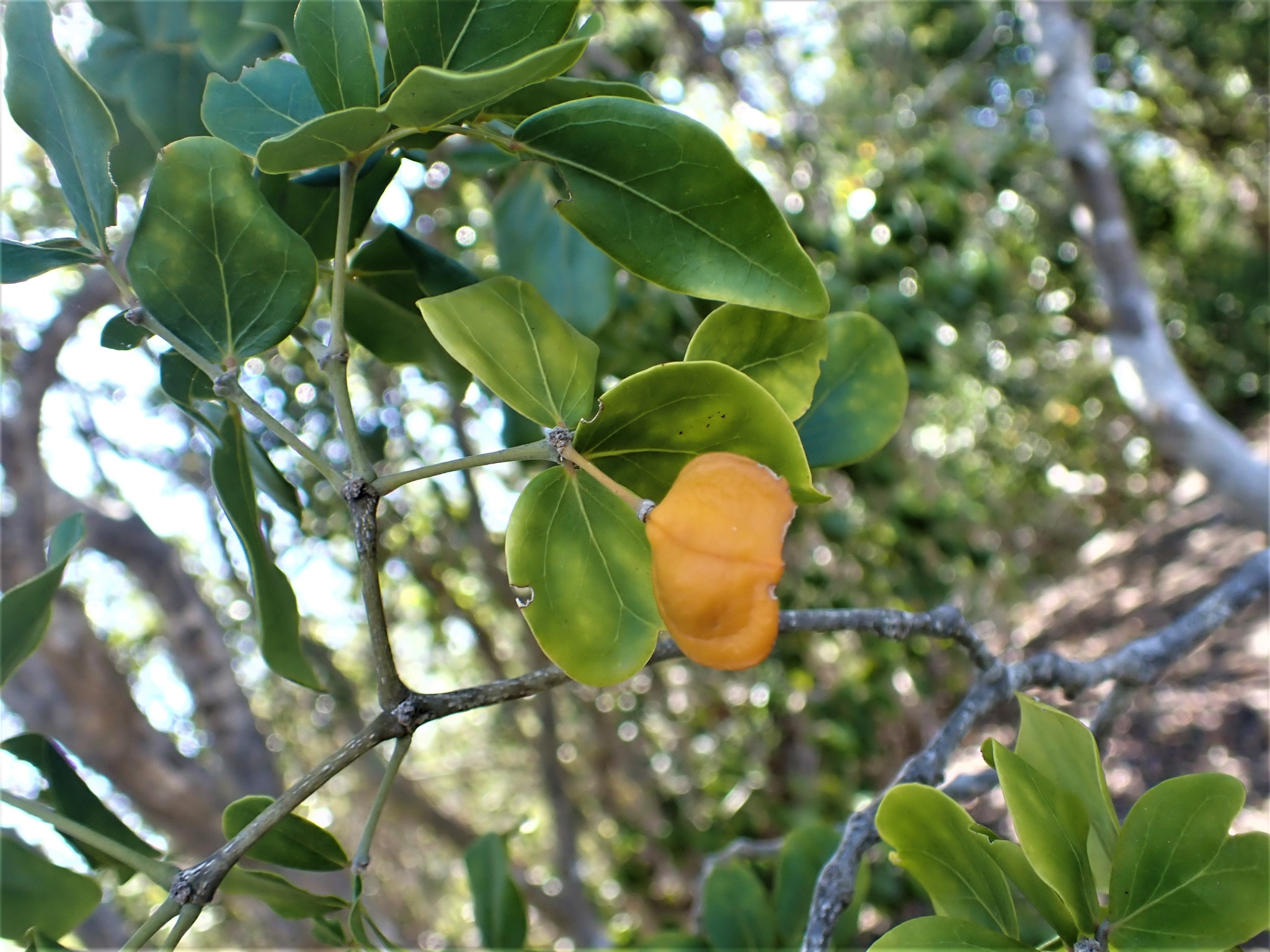 Guaiacum officinale L.