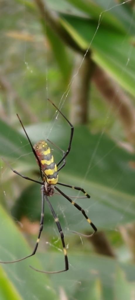 Joro Spider from 546台灣南投縣仁愛鄉曲冰 on January 5, 2022 at 12:00 PM by 歐陽秀華 ...