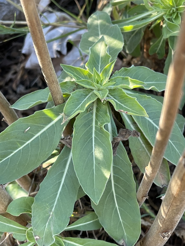 tall evening primrose (Oenothera elata) - Botanical Realm