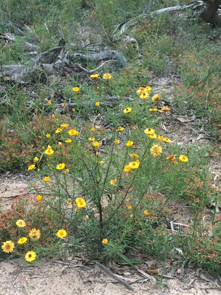 sticky everlasting from Goulburn River National Park, Turill, NSW, AU ...