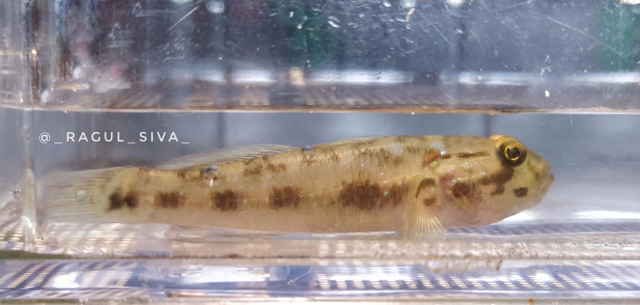 Acentrogobius viridipunctatus (Valenciennes, 1837)