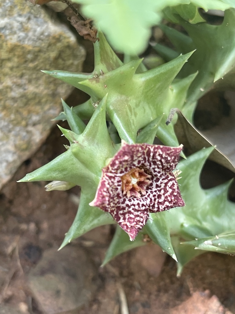 Orbea carnosa keithii from Kruger National Park, LP, ZA on January 04 ...