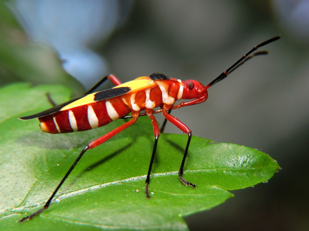 Turk's cap red bug from Yelapa, Jalisco, Mexico on April 21, 2015 by ...