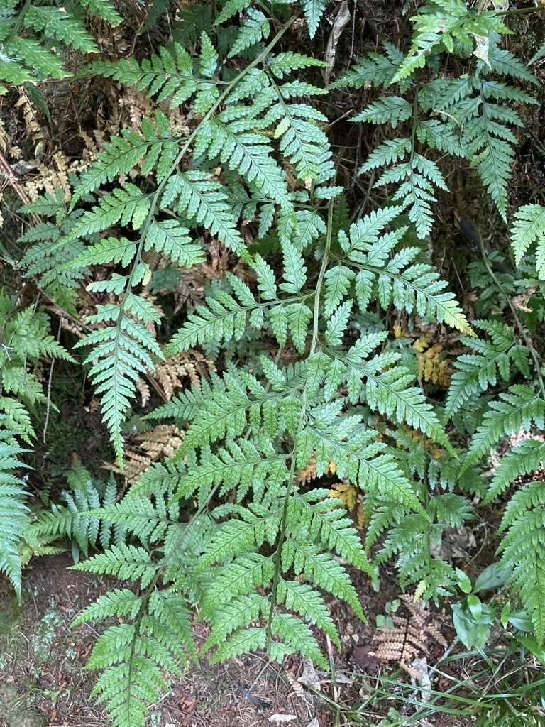 leatherleaf fern from Whakarewarewa, Rotorua, New Zealand on January 5 ...