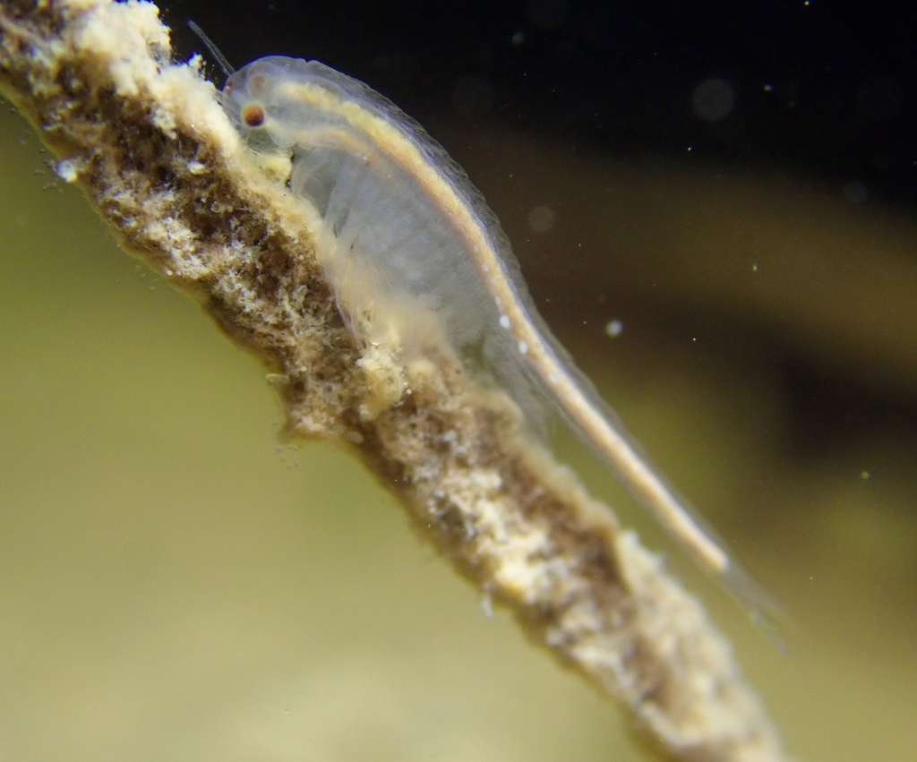 Branchinecta in January 2022 by Siena McKim. vernal pool. male and ...