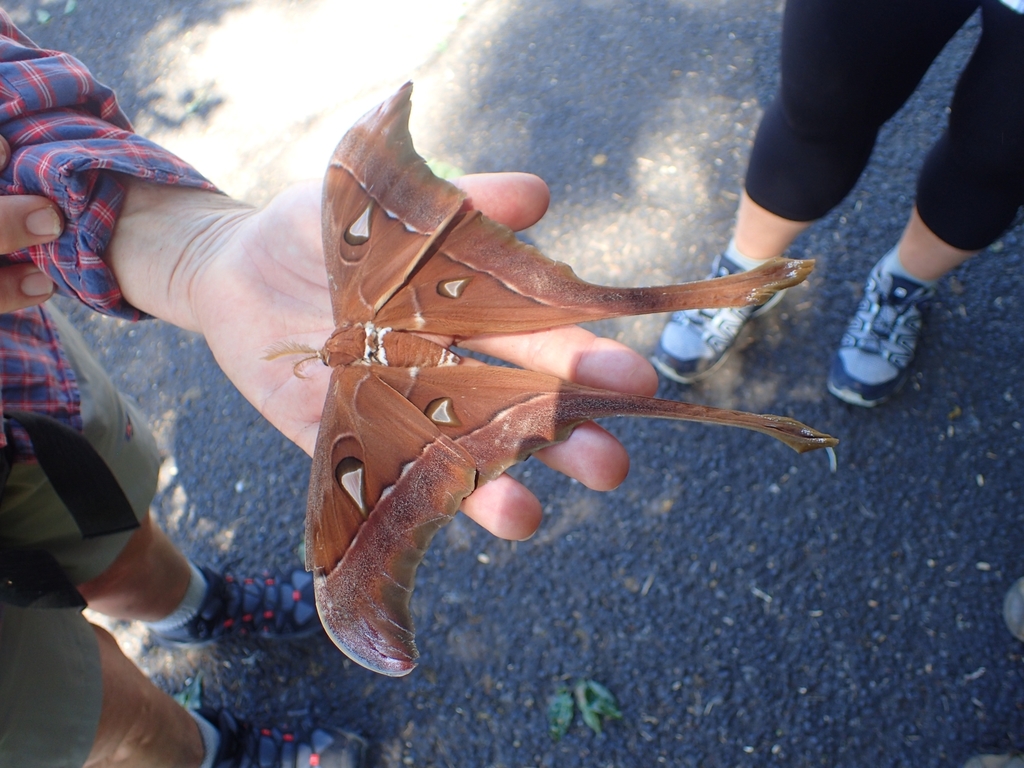 Hercules Moth from Yungaburra QLD 4884, Australia on January 5, 2022 at ...