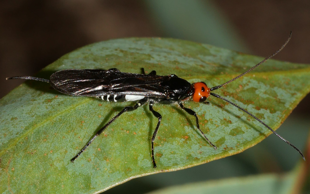 Callibracon limbatus from Weeroona conservation zone, Greenvale VIC ...