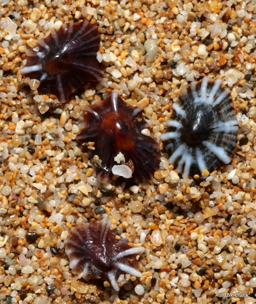 Siphonaria normalis A.Gould, 1846