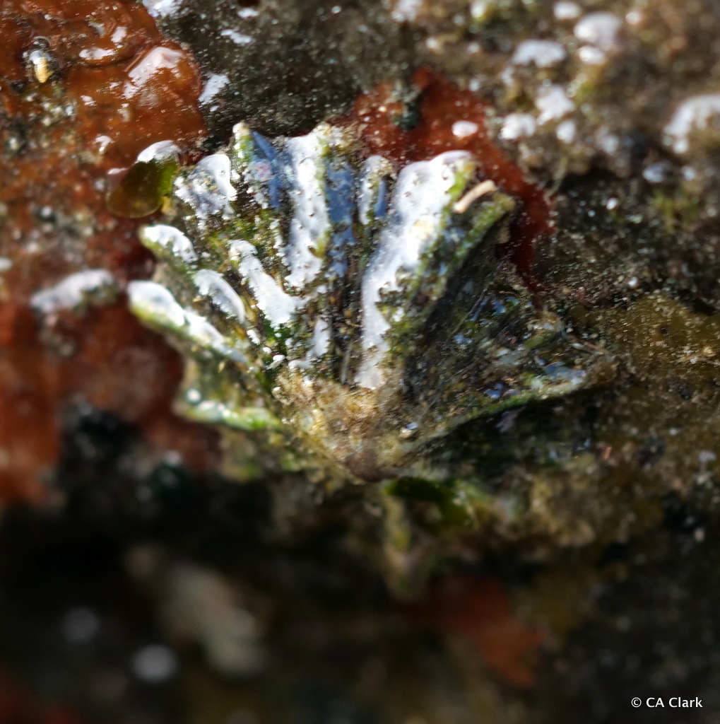 Siphonaria normalis A.Gould, 1846