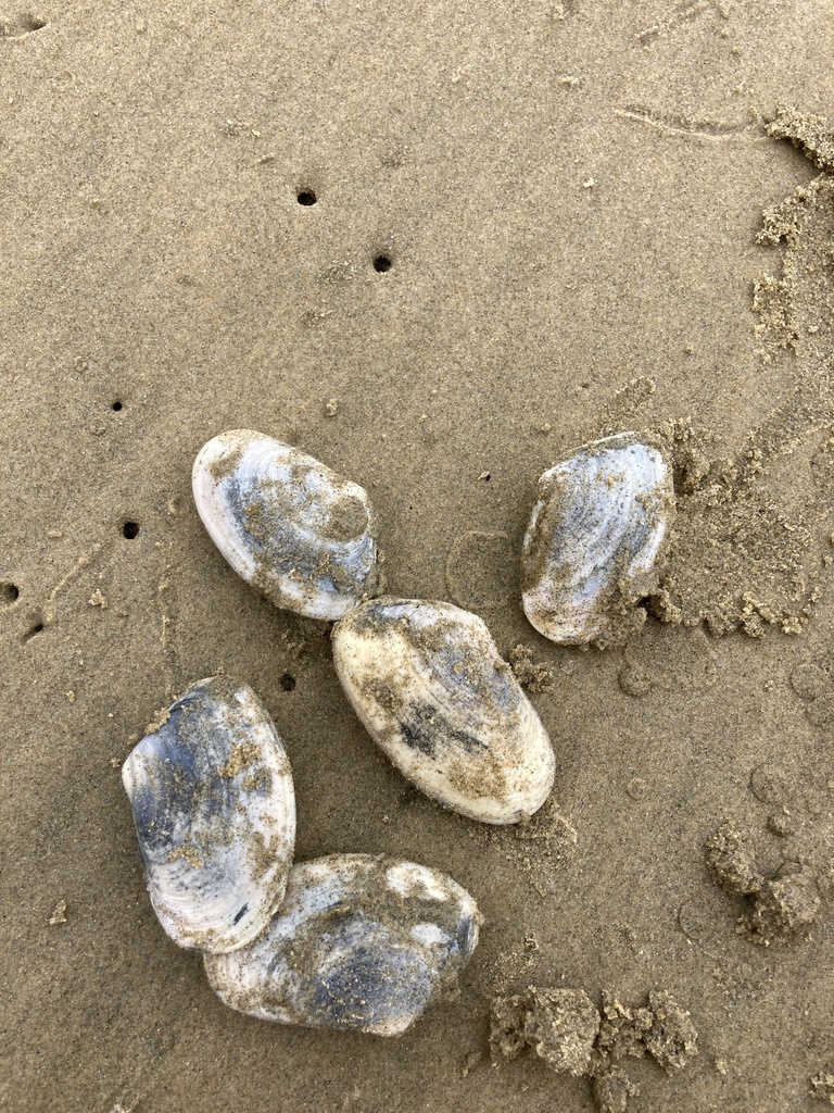 Paphies ventricosa in January 2022 by Erin. Found dug up on beach. We ...