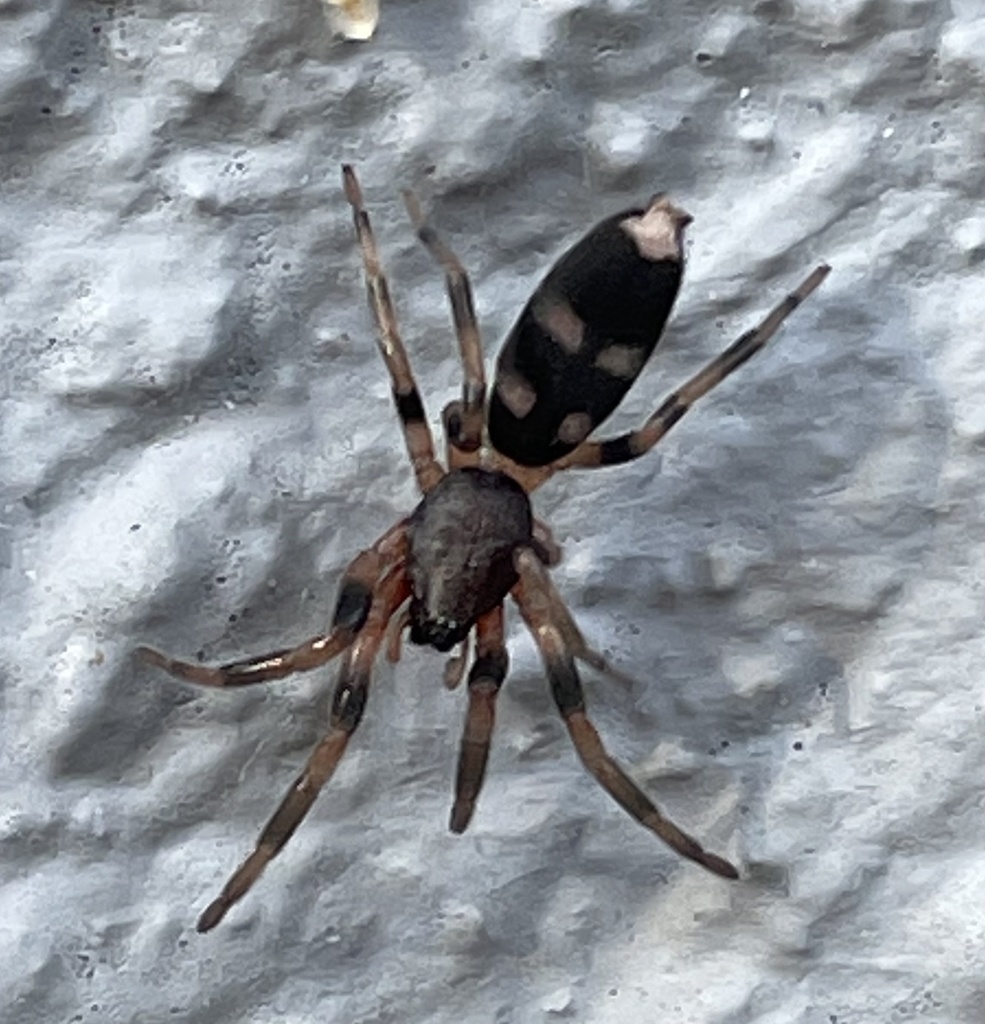 White-tailed Spiders in January 2022 by suecee · iNaturalist