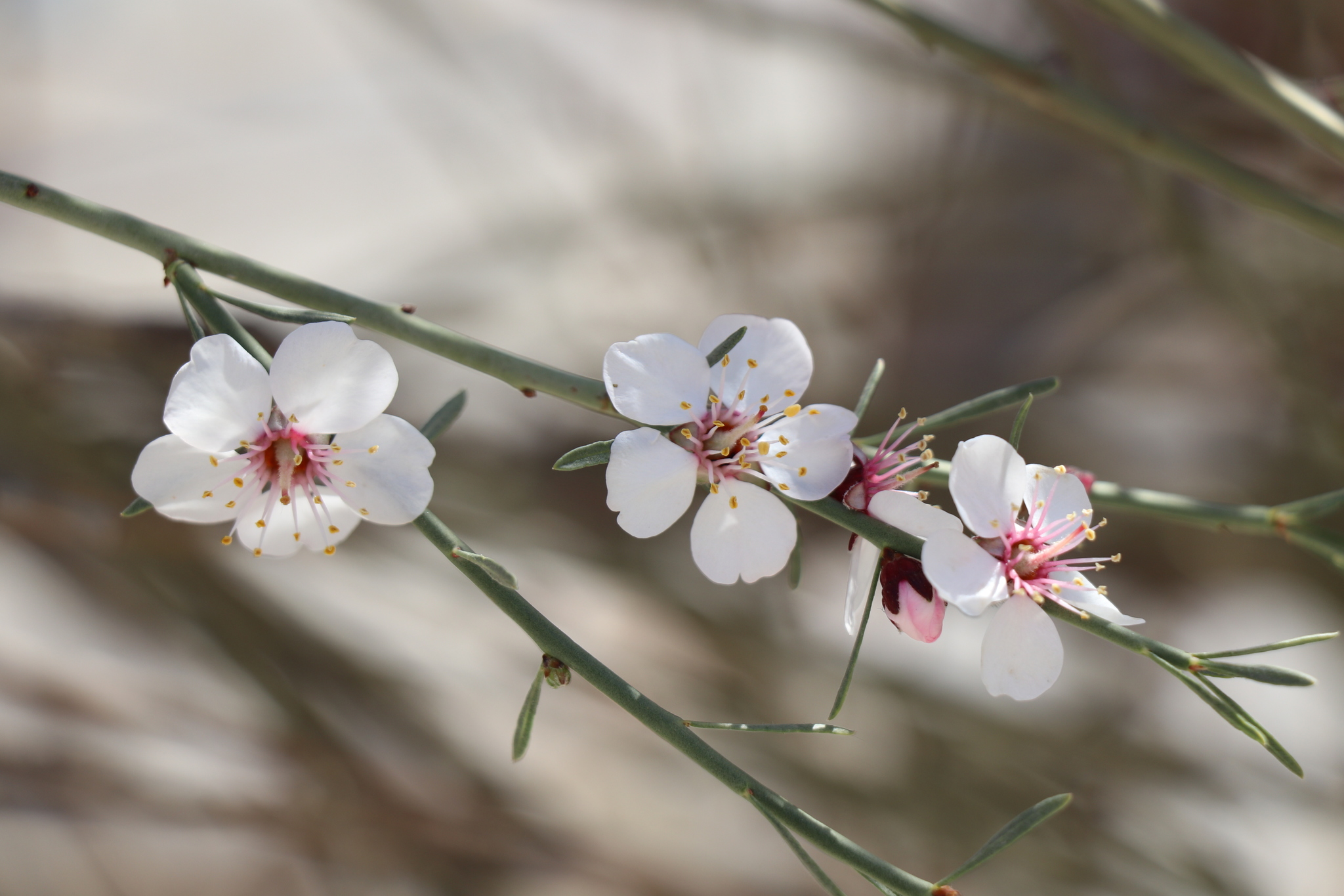 Prunus arabica (Oliv.) Meikle
