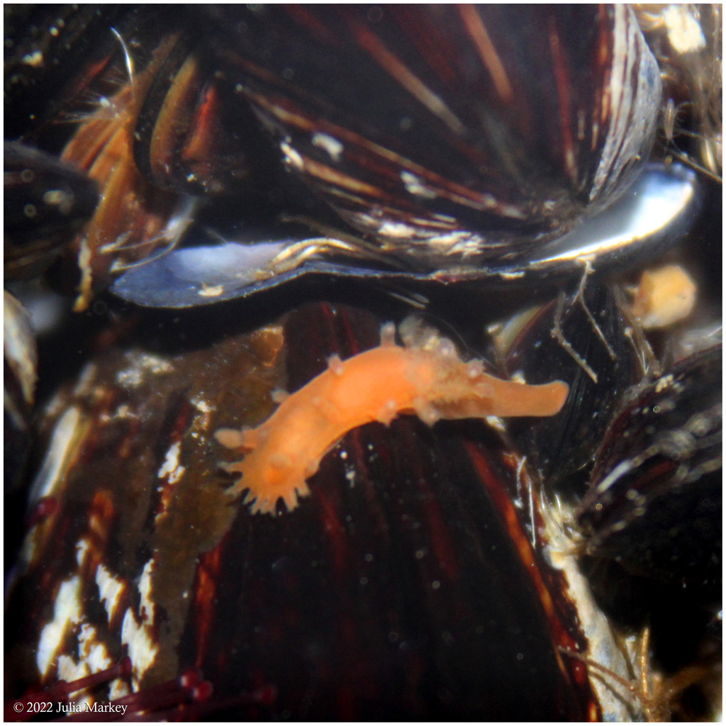 Spotted Triopha from Orange County, CA, USA on January 04, 2022 at 05: ...