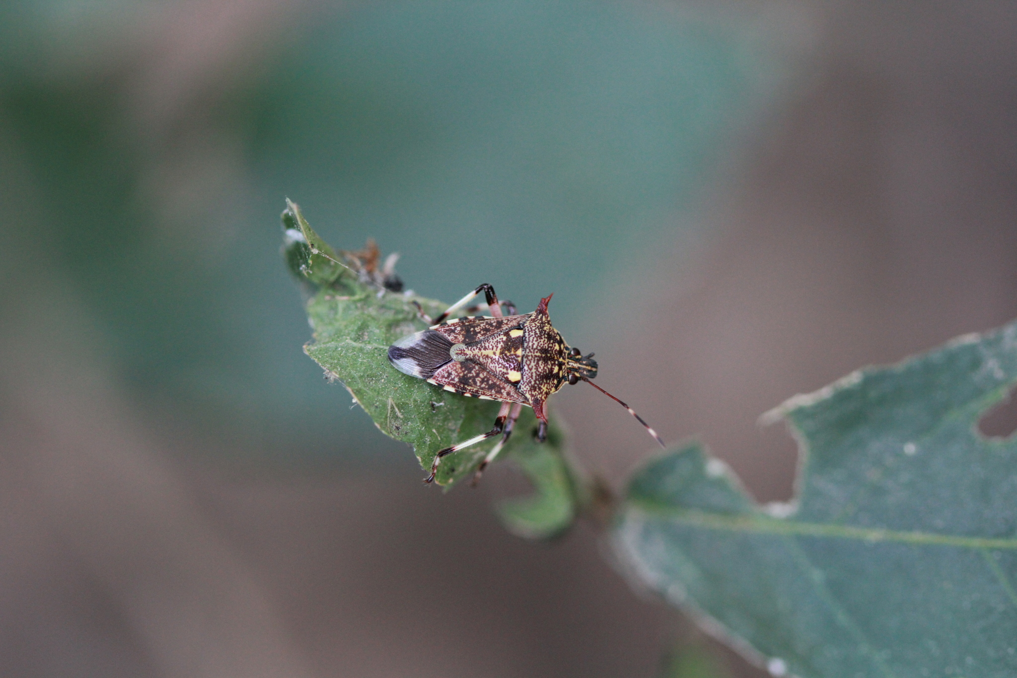 Eocanthecona furcellata (Wolff, 1811)