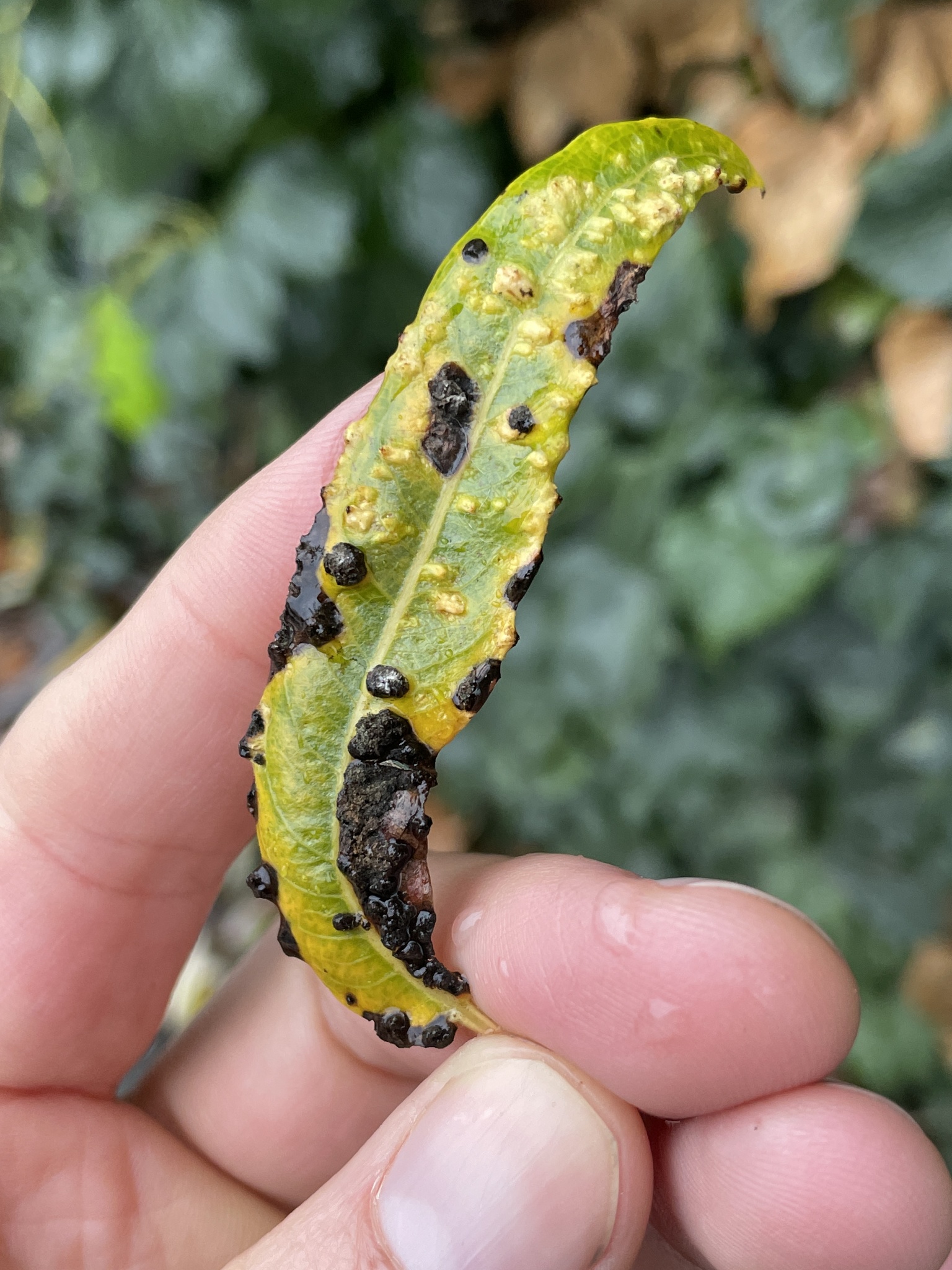 Aculus tetanothrix (Nalepa, 1889)