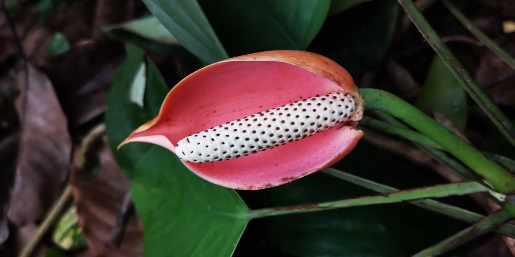 Rhaphidophora peepla from 云南省西双版纳傣族自治州勐腊县勐仑镇中国科学院西双版纳热带植物园-行政办公楼 on ...