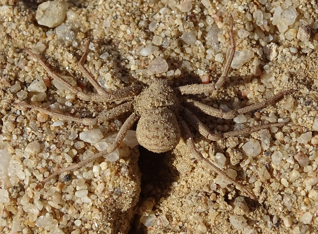 Sixeyed Sand Spider from Near Roessing Mountain, Erongo Region, Namibia ...