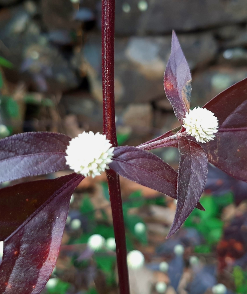 Ruby Leaf (Alternanthera brasiliana) - Botanical Realm