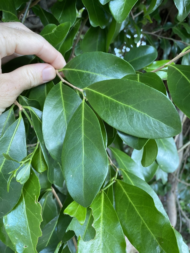 scrub guava from Norfolk Ave, Lawnton, QLD, AU on January 04, 2022 at ...