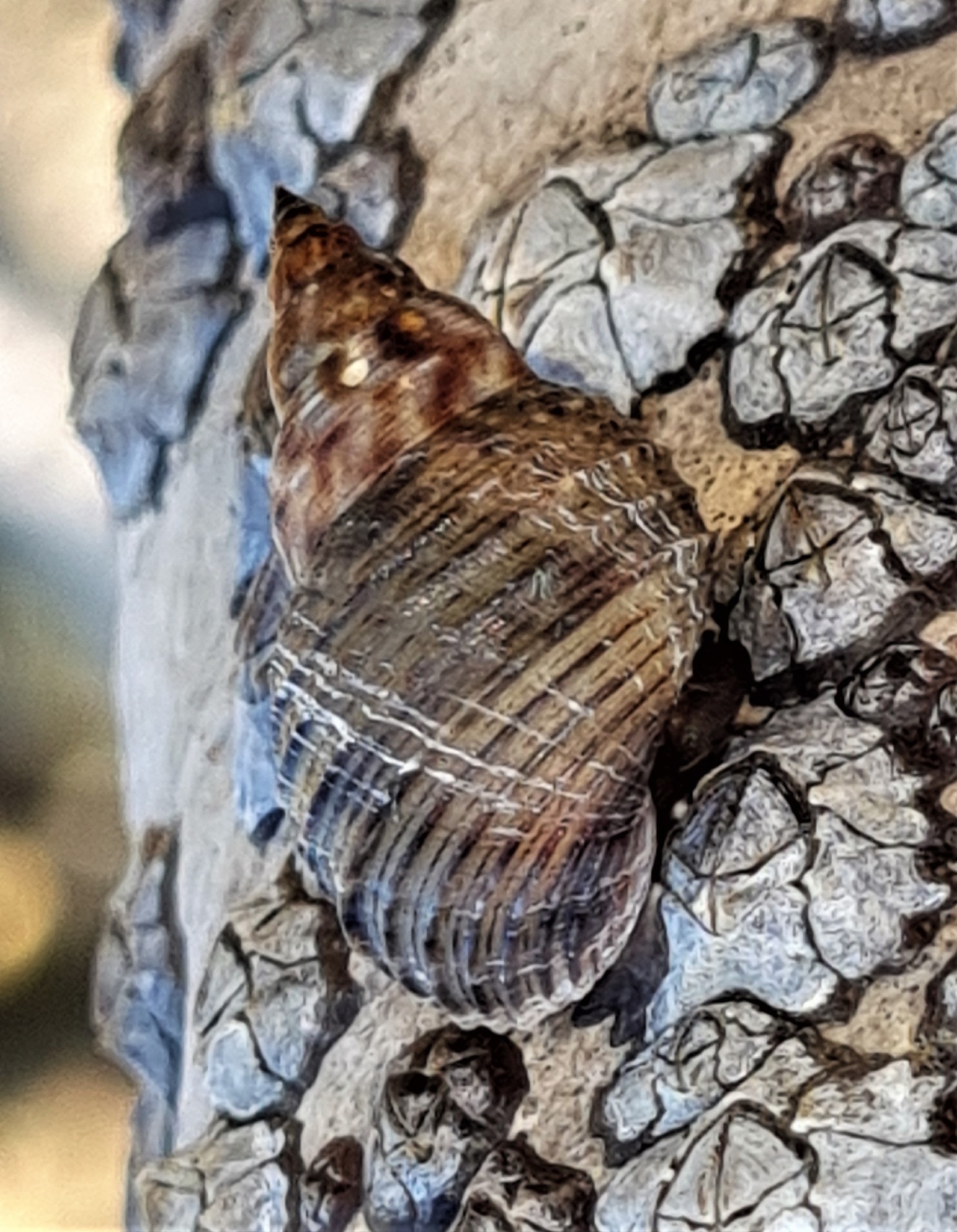 Littoraria scabra (Linnaeus, 1758)