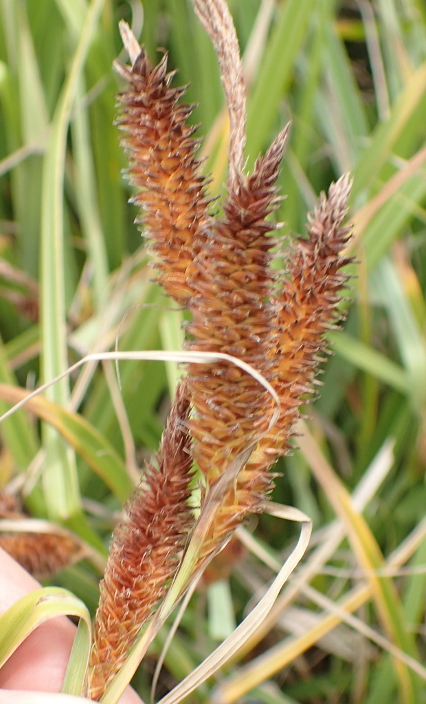 sedges from Robberg Hiking Trail, South Cape DC, South Africa on ...