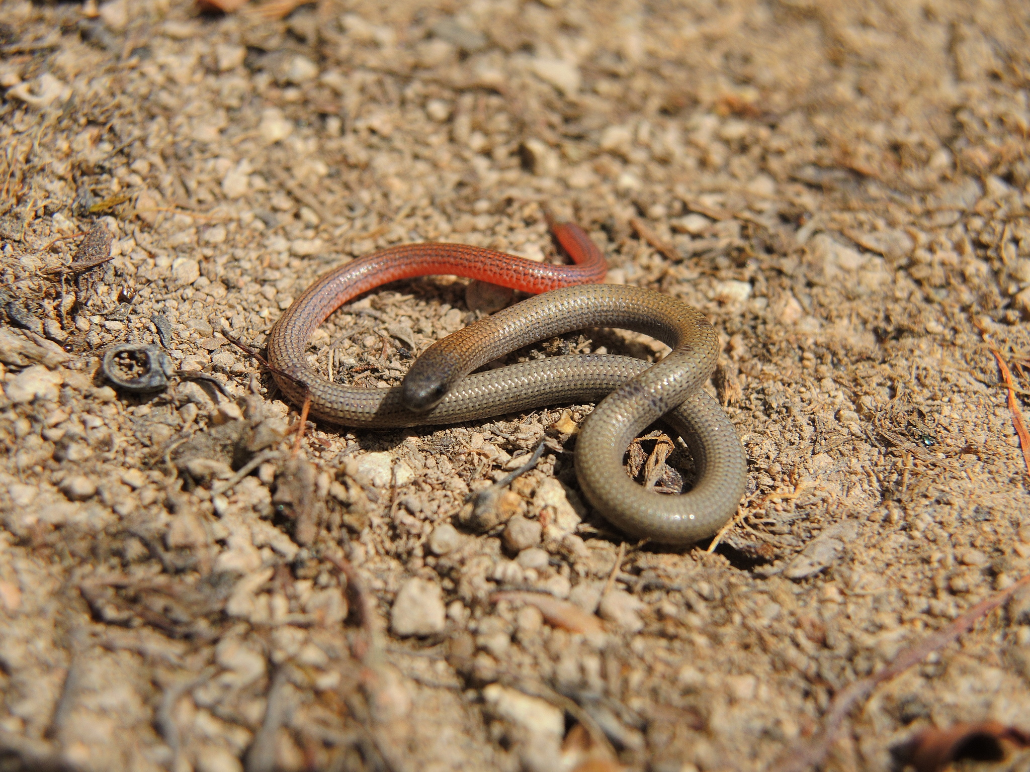 Aprasia parapulchella Kluge, 1974