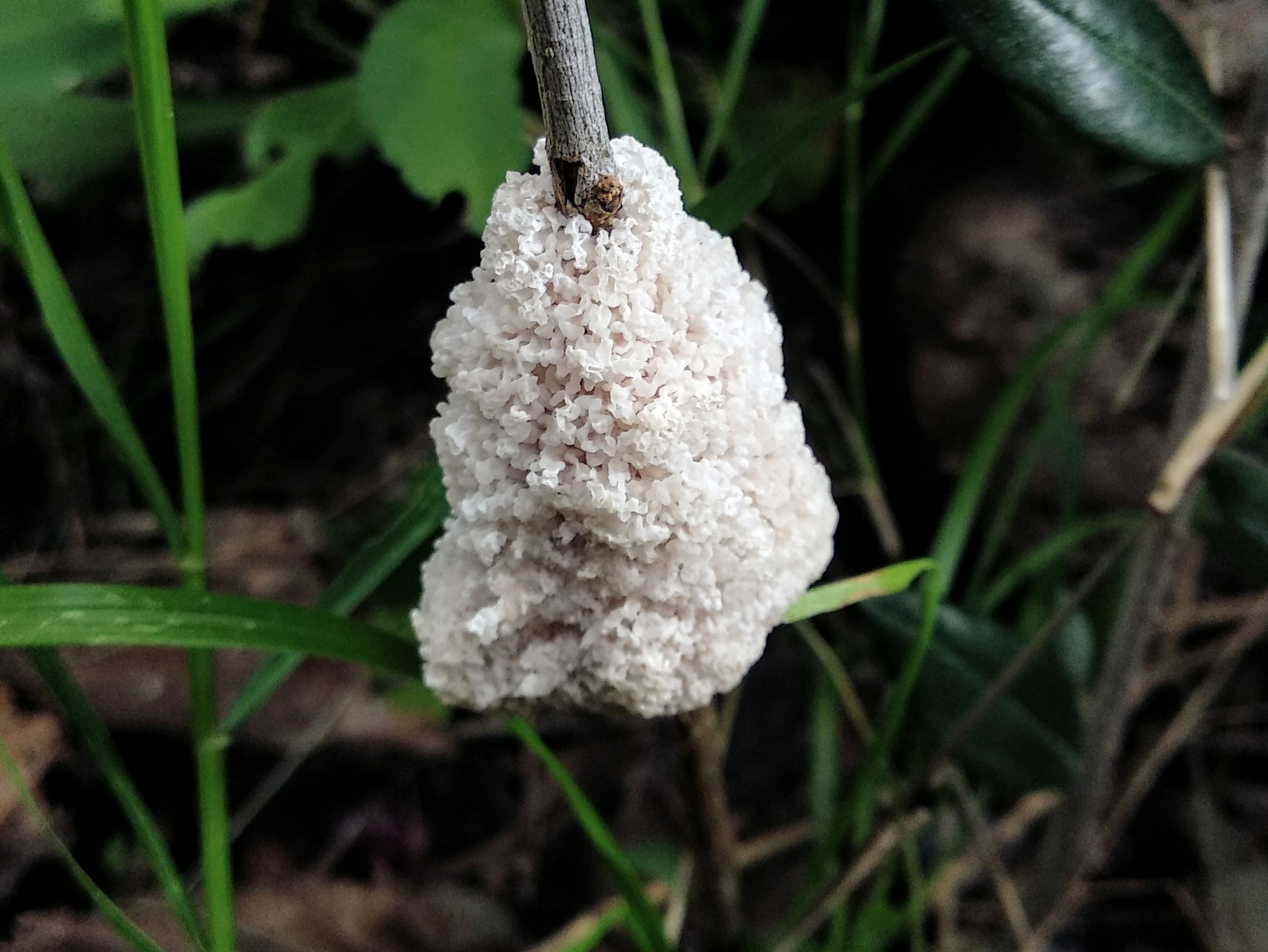 Colorado backyard, smile mold? : r/Slimemolds