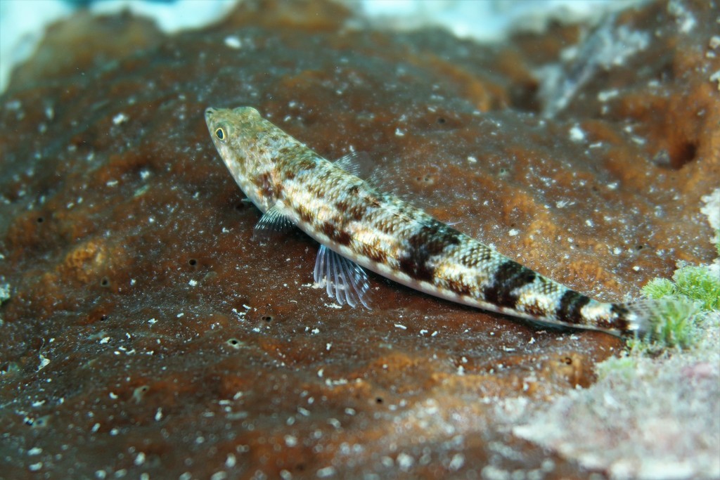 Variegated Lizardfish from 5km SE of Green Island off Cairns on 04 ...