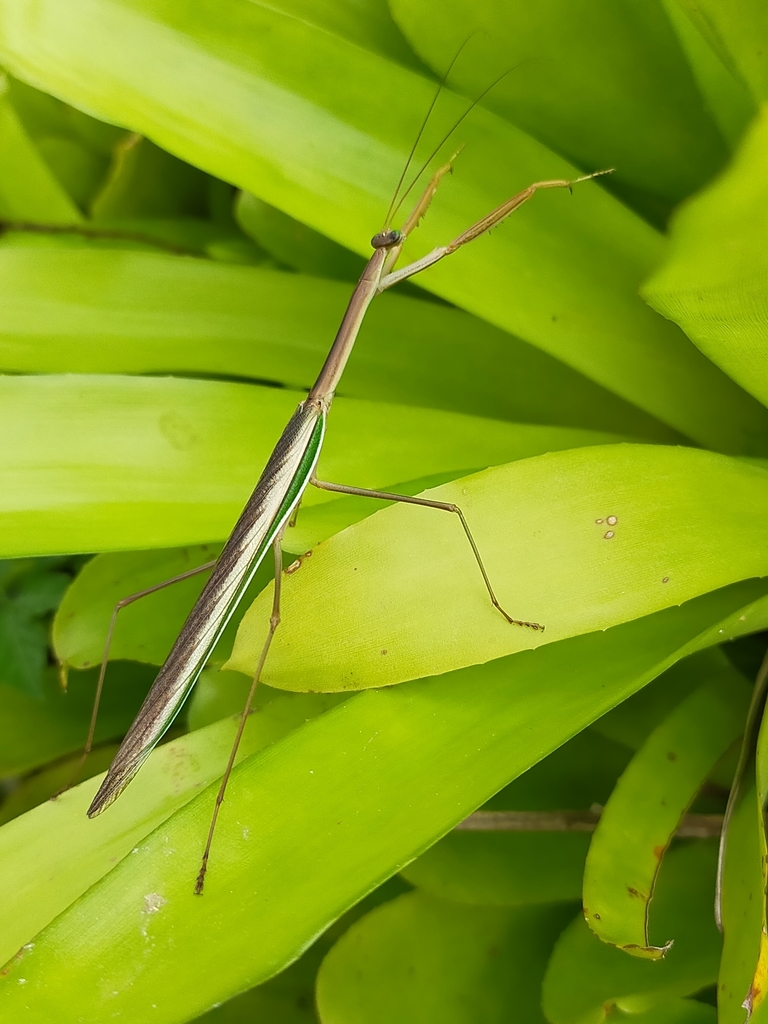 Purple-winged Mantis from Duke St at Micalo St, Iluka NSW 2466 ...