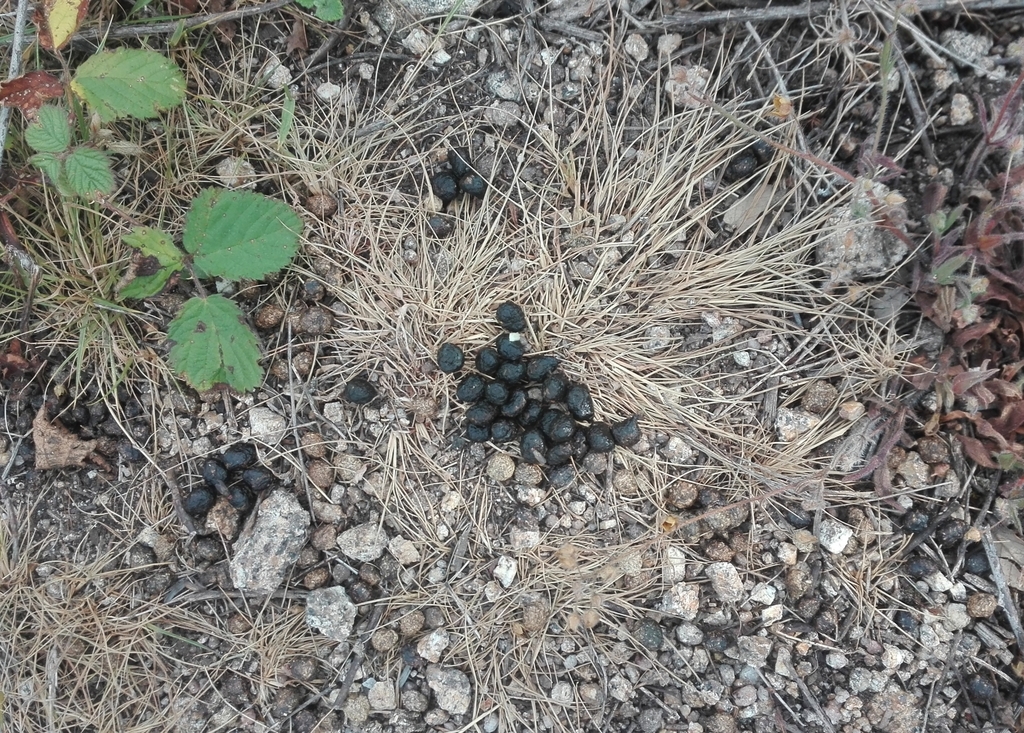 European Rabbit in June 2020 by Cristiano Sá · iNaturalist