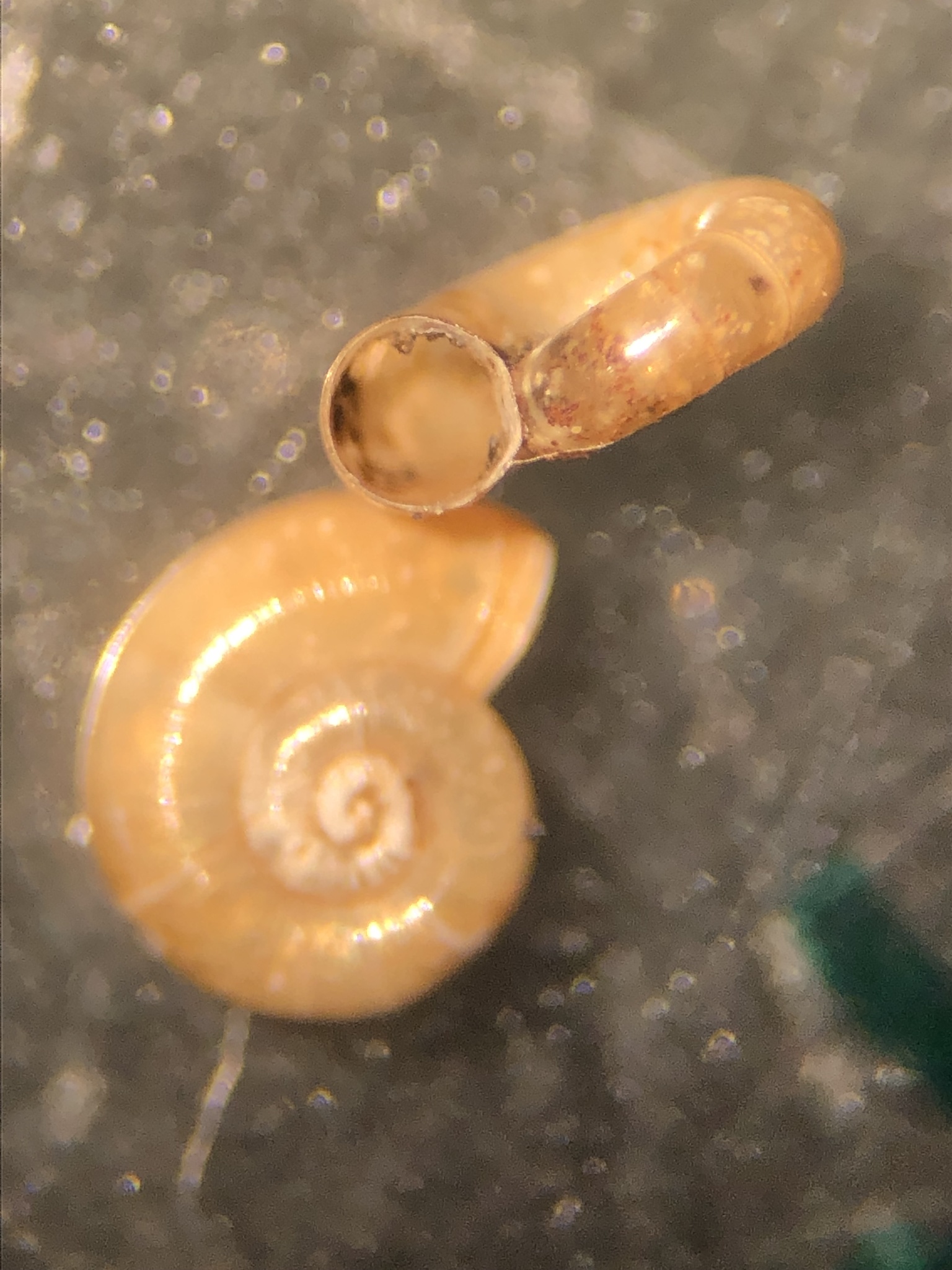 Valvata cristata O.F.Müller, 1774