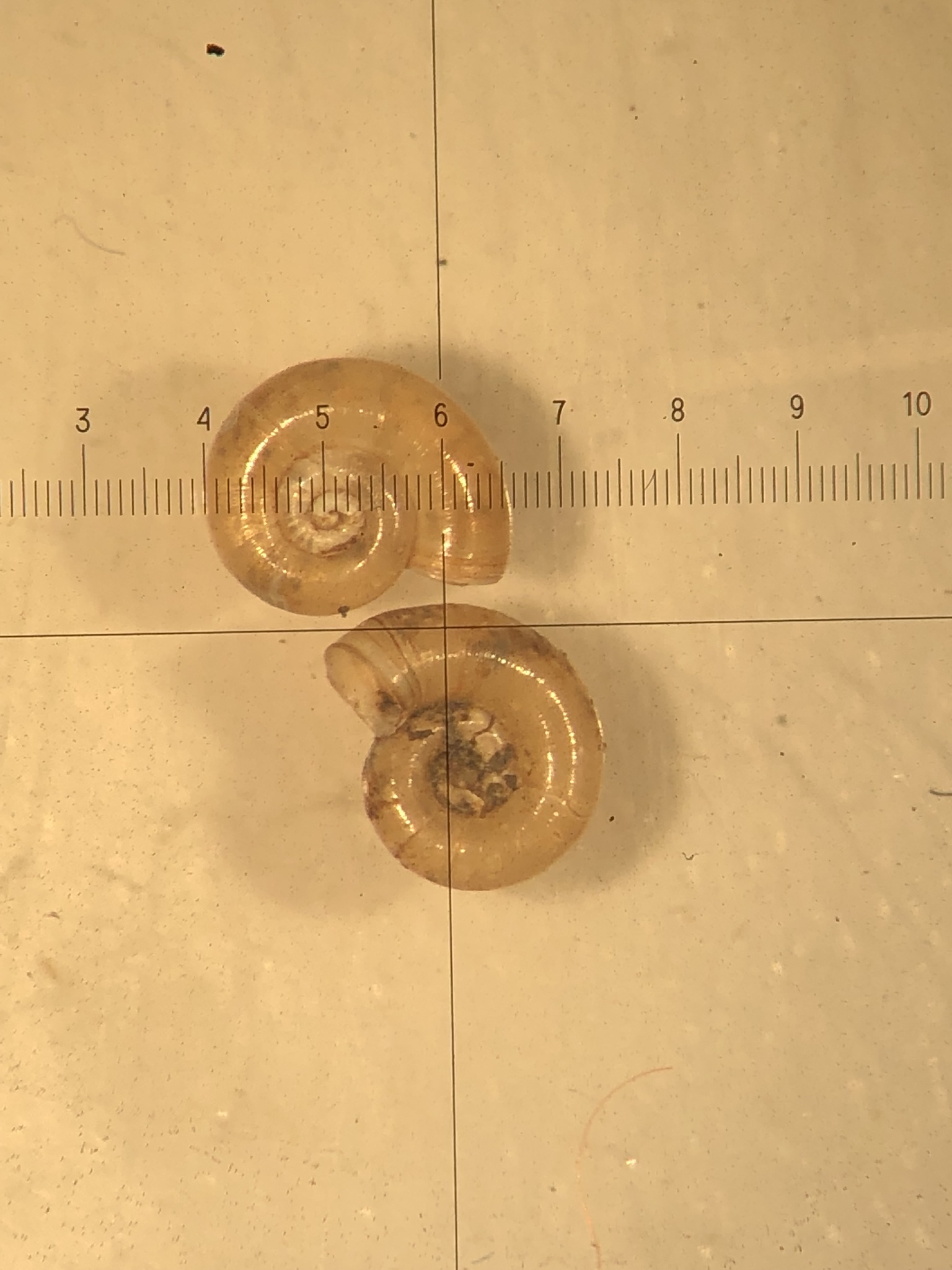 Valvata cristata O.F.Müller, 1774