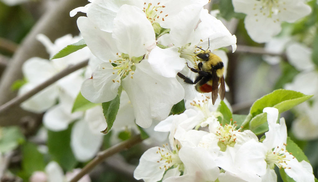 Hunt's Bumble Bee from Central Boulder, Boulder, CO, USA on May 5, 2018 ...
