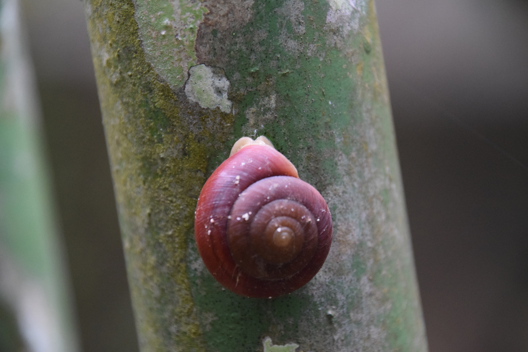 Quantula striata (J.E.Gray, 1834)