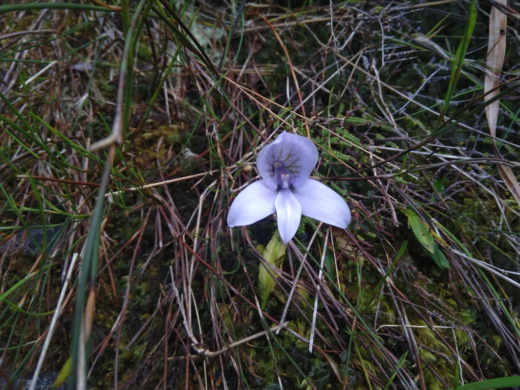 Drip Disa in January 2022 by moonmansa · iNaturalist