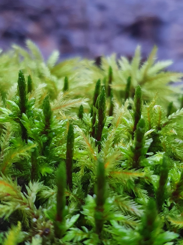 joint-toothed mosses (Bryopsida) - Botanical Realm