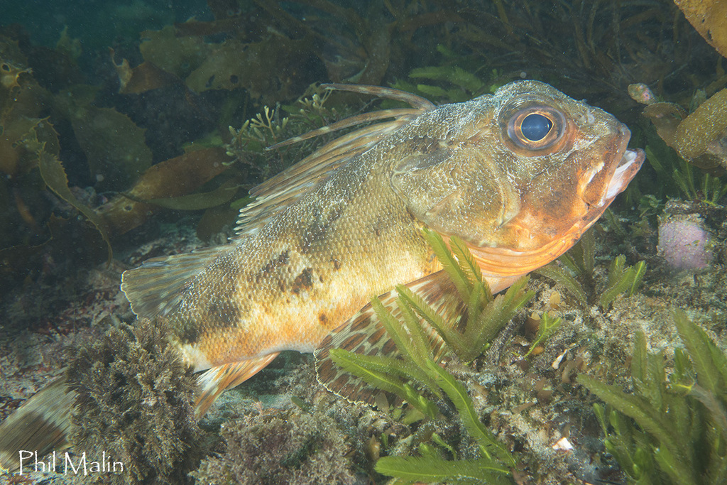 Common Gurnard Perch (Neosebastes scorpaenoides) - Marine Life ...