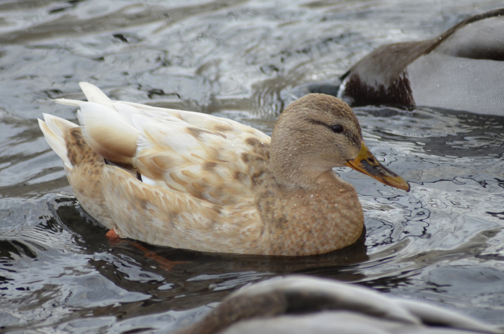 Domestic Mallard from Железнодорожный р-н, Екатеринбург, Свердловская ...