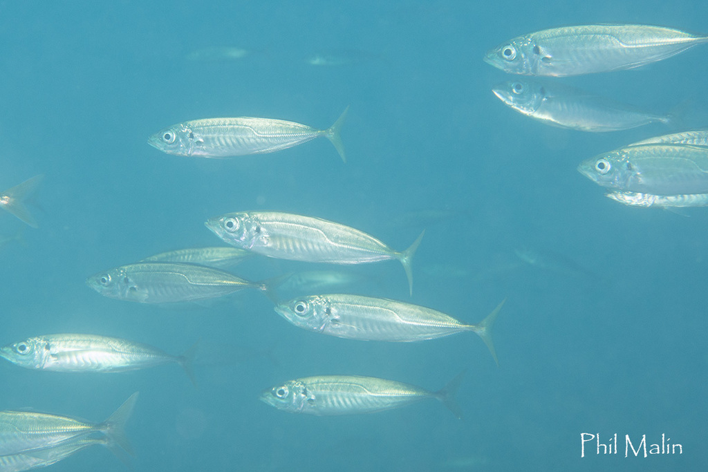 Common Jack Mackerel (Trachurus declivis) - Marine Life Identification