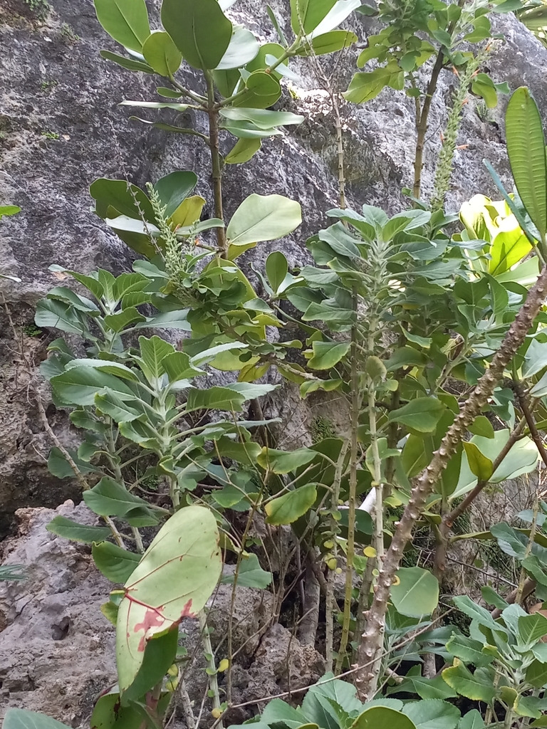 Sosua sage in January 2022 by Martin Reith · iNaturalist