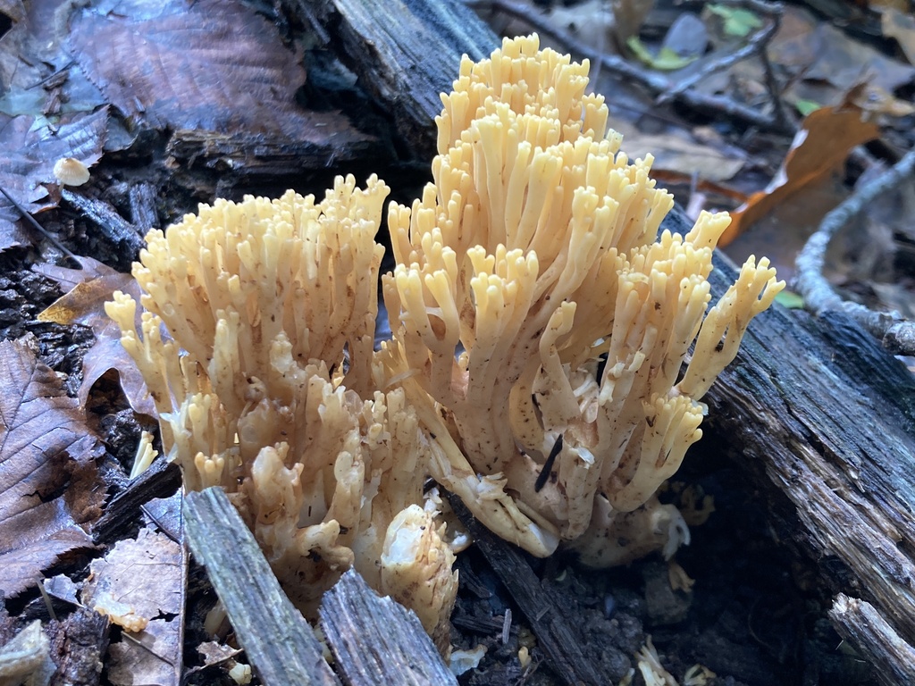 Coral Fungi from Boone County, US-MO, US on October 14, 2021 at 12:30 ...