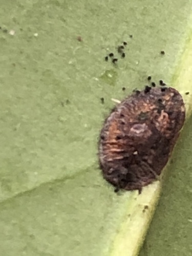 Metaphycus luteolus · iNaturalist