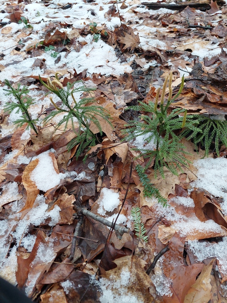 prickly tree-clubmoss from Erie, PA 16506, USA on January 05, 2022 at ...