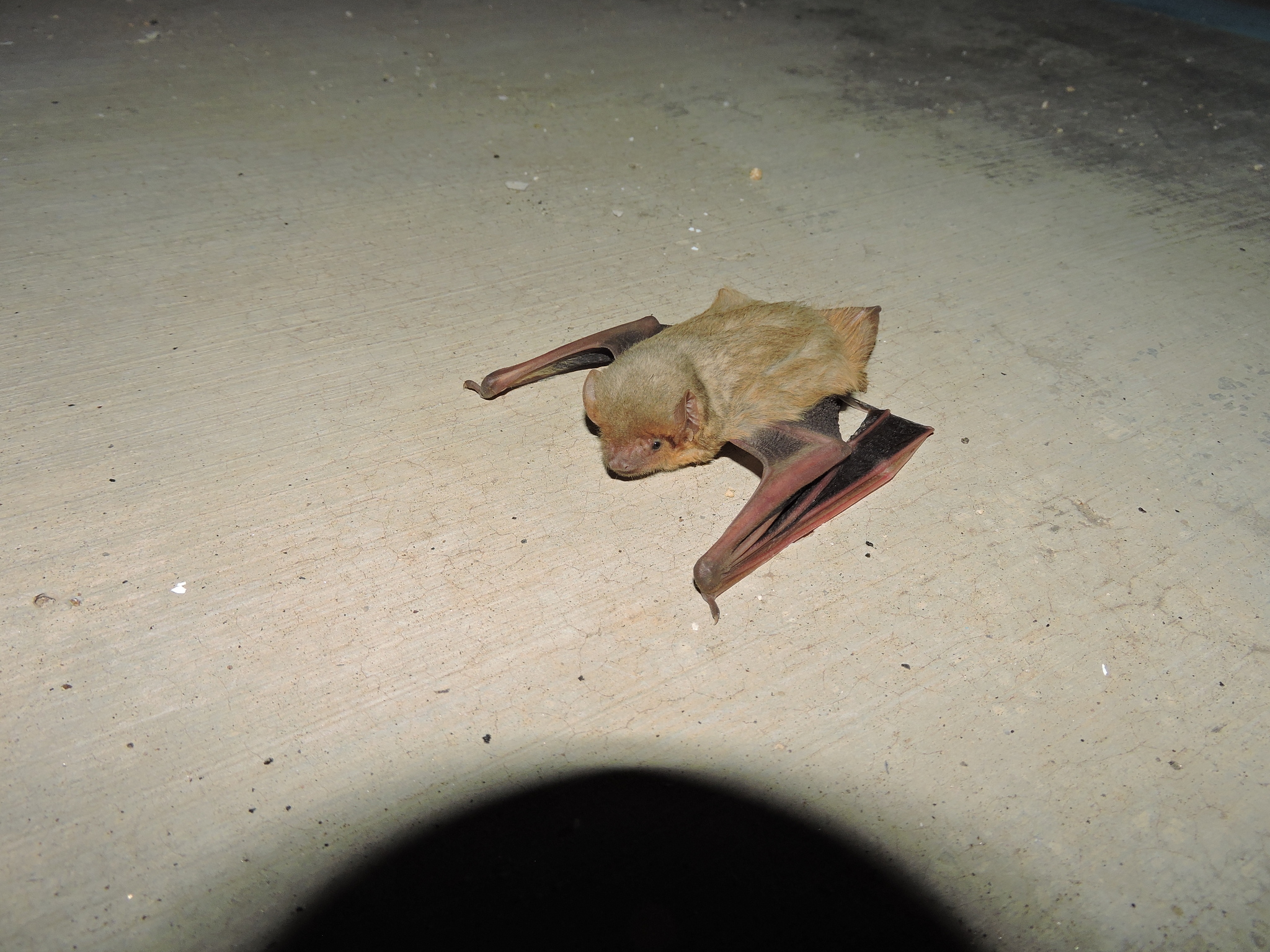 Lasiurus xanthinus (Thomas, 1897)