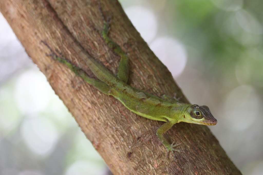 Grenada Tree Anole from Eastern Tobago, Trinidad and Tobago on November ...