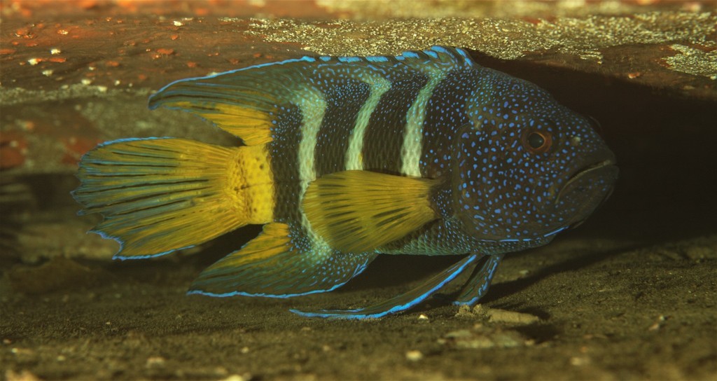 Eastern Blue Devil from Manly NSW 2095, Australia on May 06, 2018 at 09 ...