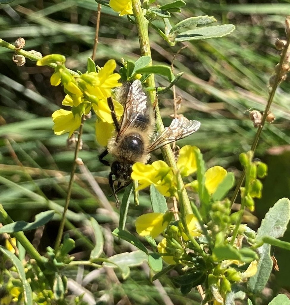 Red-belted Bumble Bee from Calgary, AB, Canada on September 13, 2021 at ...