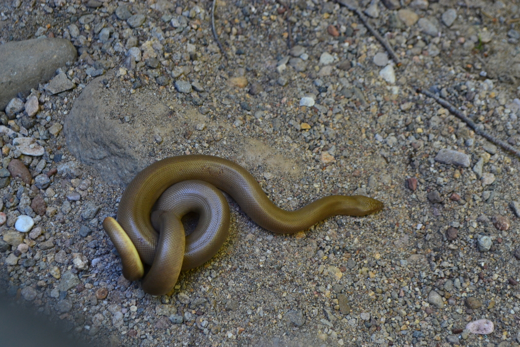 Northern Rubber Boa from Tuolumne County, CA, USA on July 08, 2016 at ...